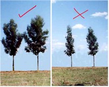 Fat-eucalypts :: Eucalypt Trees