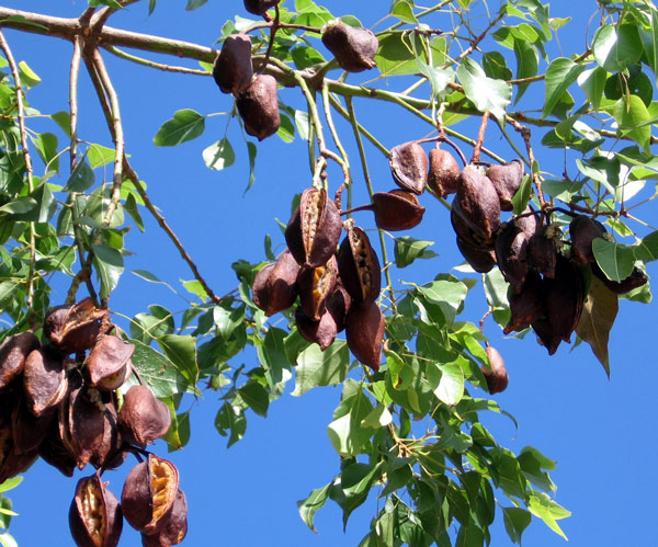 Ornamental Tree Varieties :: Balingup Small Tree Farm